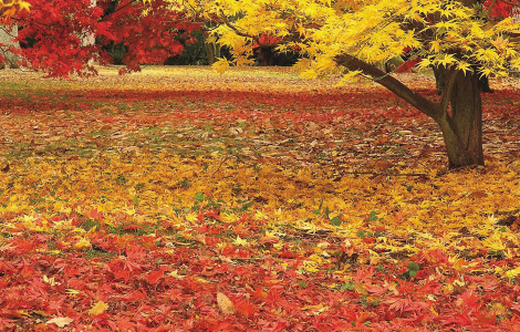 Designing an Autumn Garden. Autumn Colour. Autumn Plants DesignOnline ...